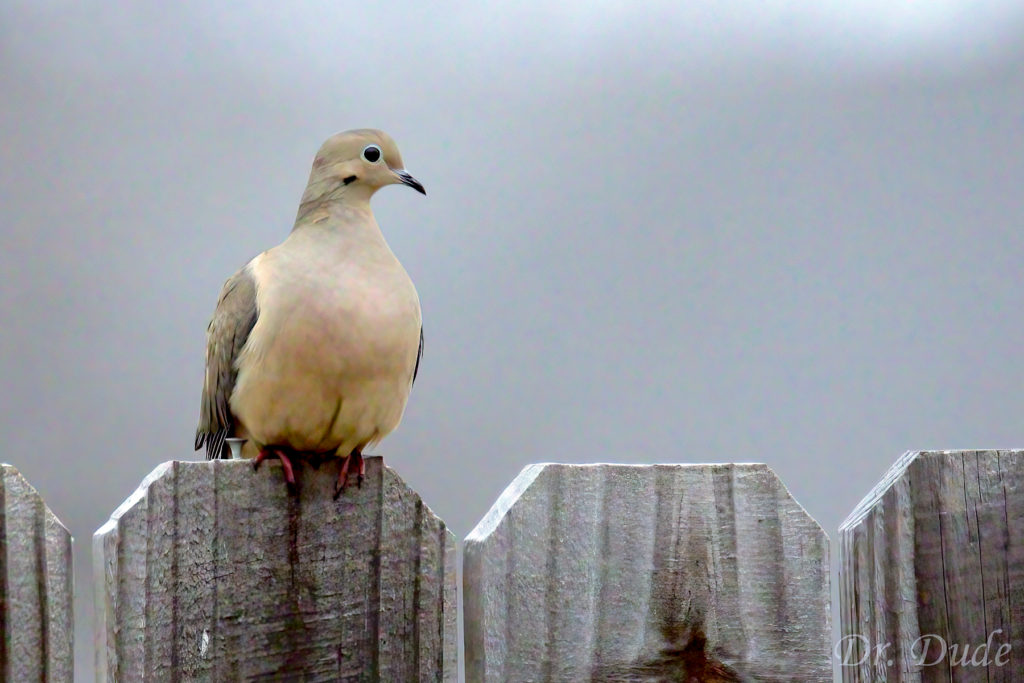 Mourning Dove - Dr. Dude Photography