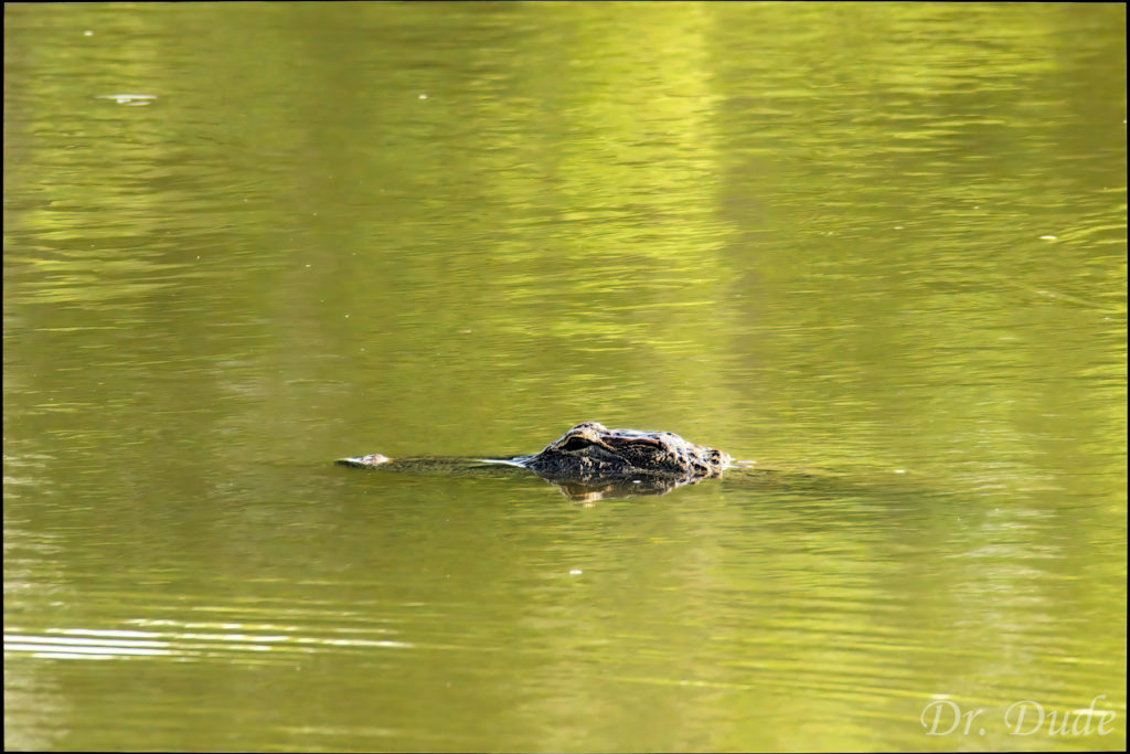 American Alligator - Dr. Dude Photography