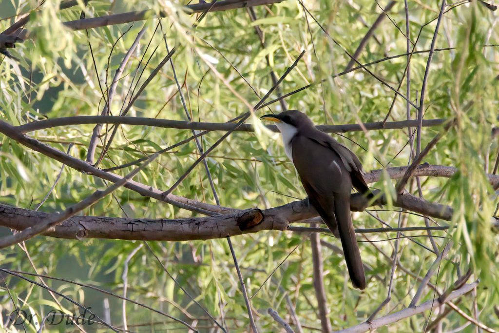 Yellow-billed Cuckoo - Dr. Dude Photography