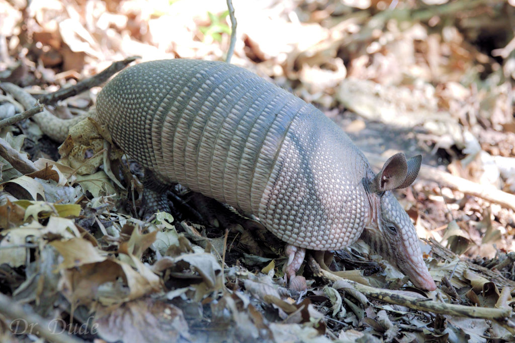 Nine-banded Armadillo - Dr. Dude Photography
