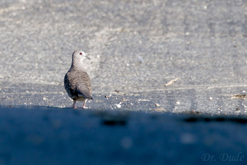 Inca Dove - Dr. Dude Photography