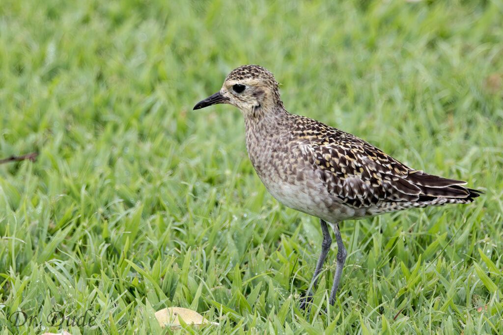 Pacific Golden-Plover - Dr. Dude Photography