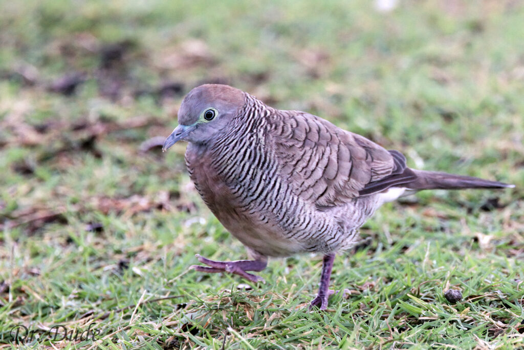 Zebra Dove - Dr. Dude Photography