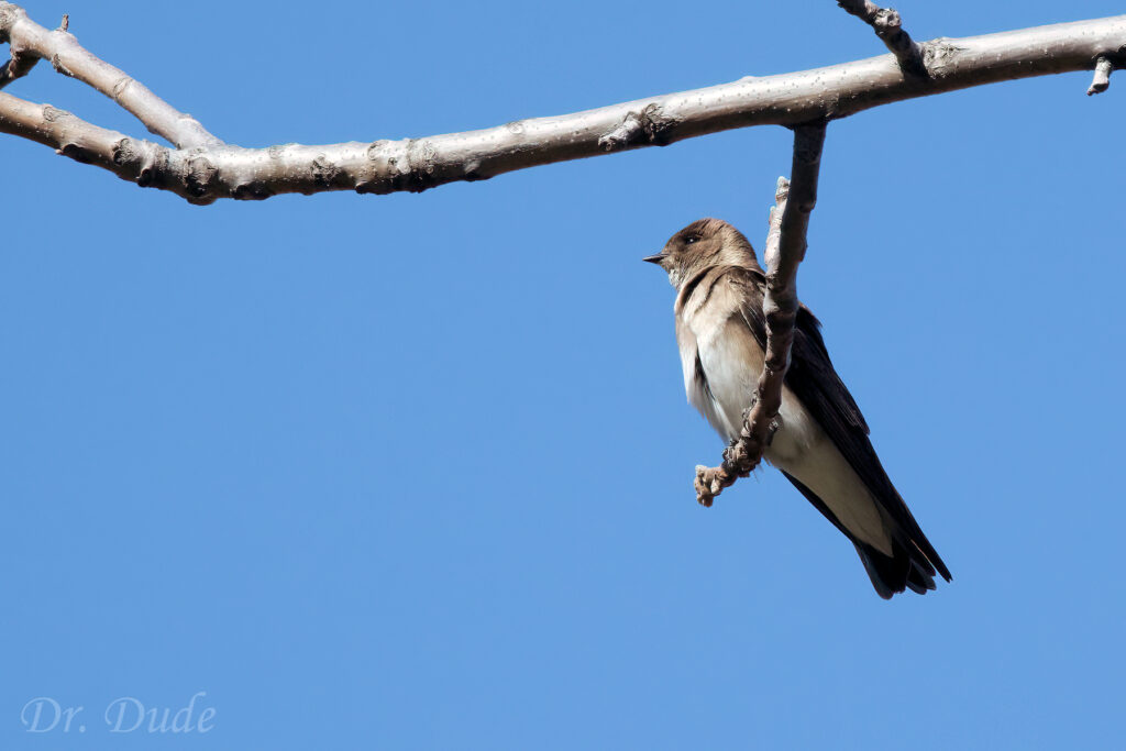 Northern Rough-winged Swallow - Dr. Dude Photography
