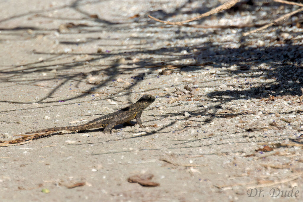 Side-blotched Lizard - Dr. Dude Photography