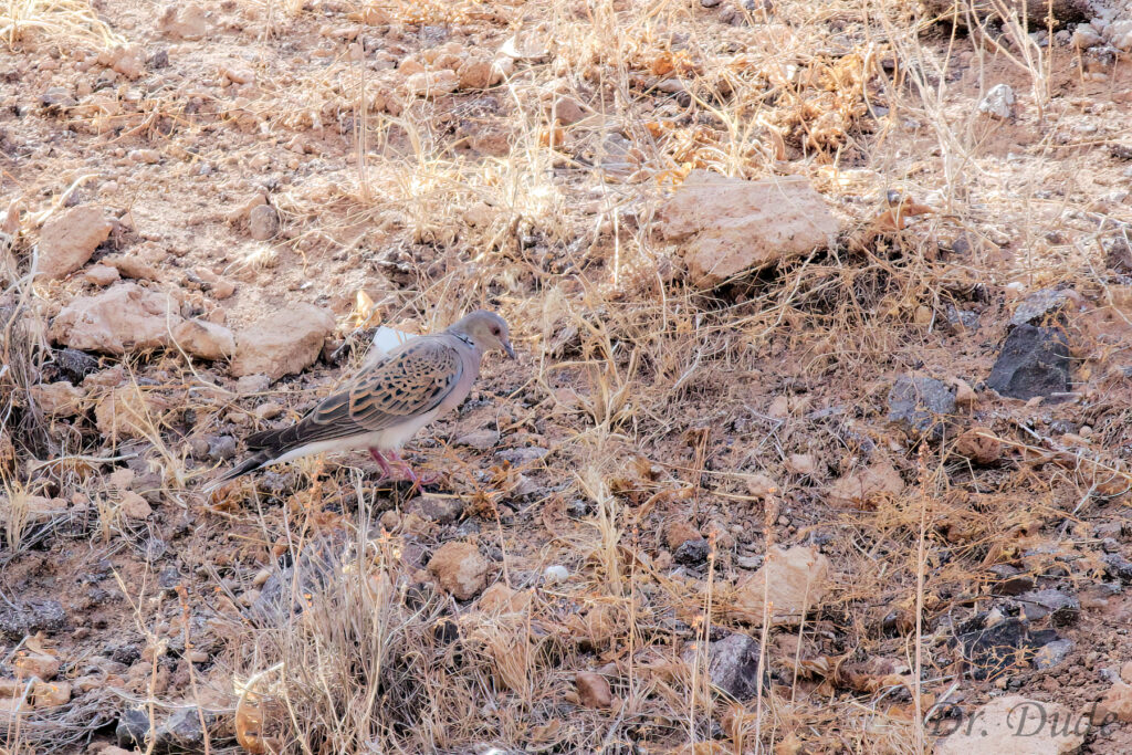 European Turtle-Dove - Dr. Dude Photography
