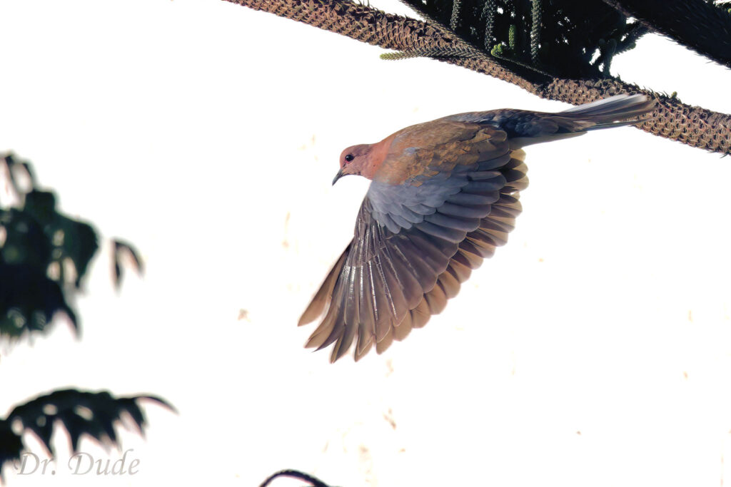 Laughing Dove - Dr. Dude Photography