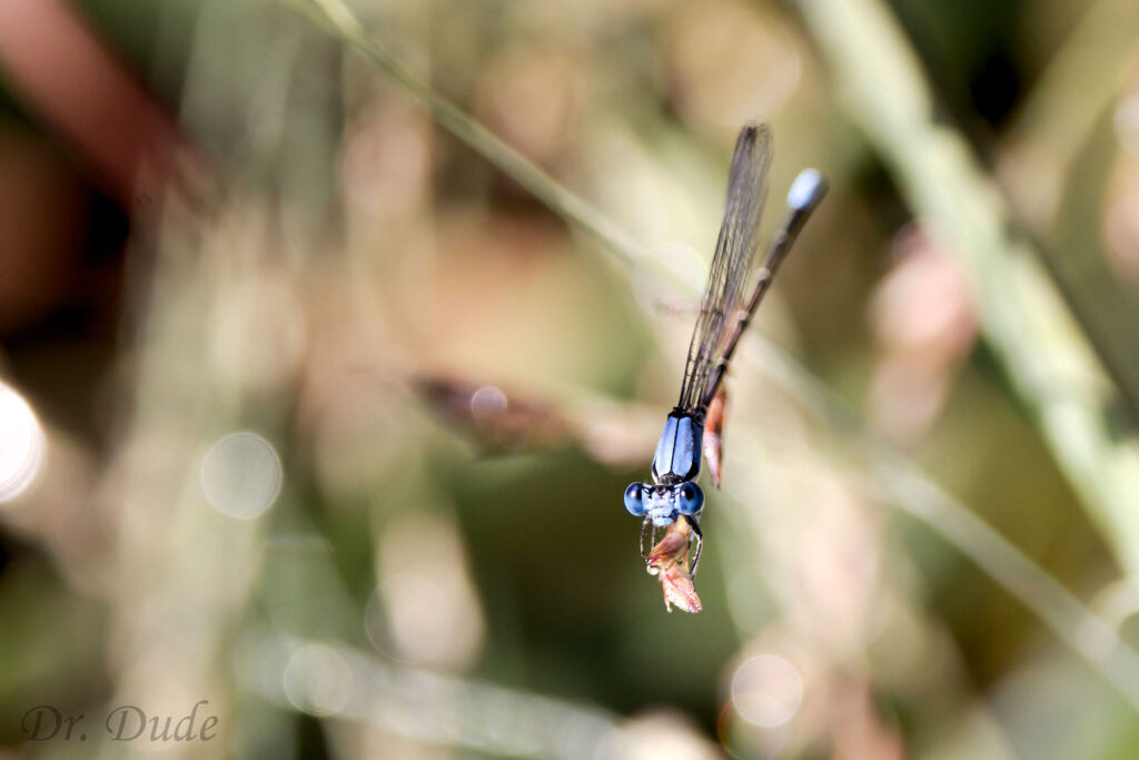 Common Blue Damselfly - Dr. Dude Photography