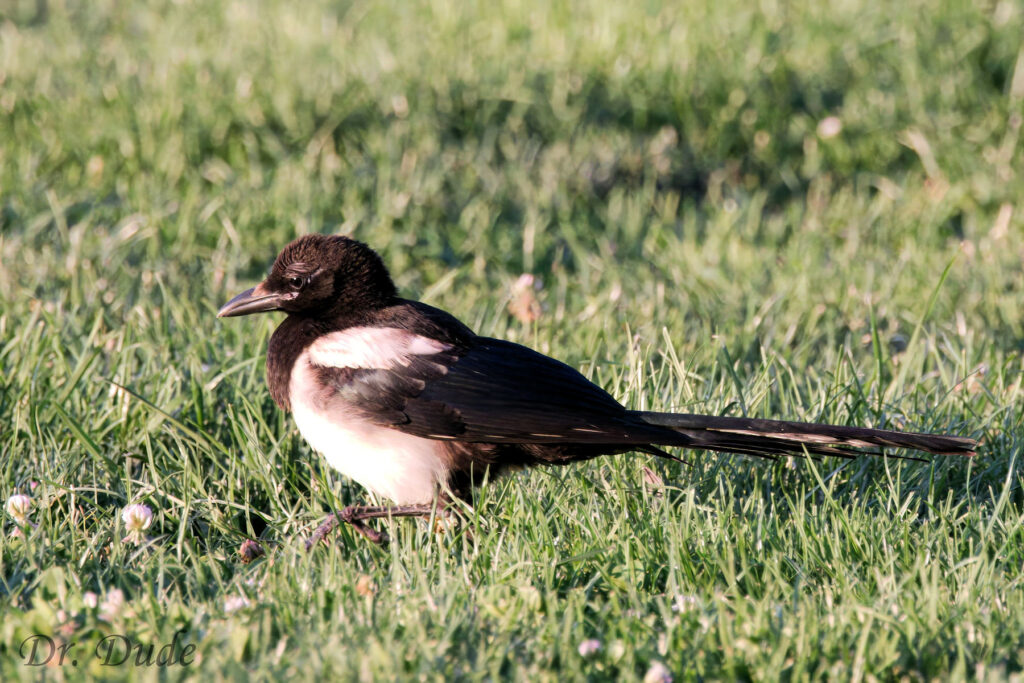 Eurasian Magpie - Dr. Dude Photography