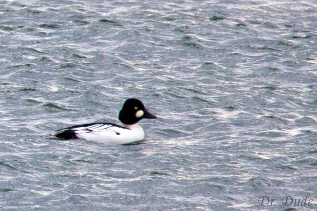 Common Goldeneye - Dr. Dude Photography