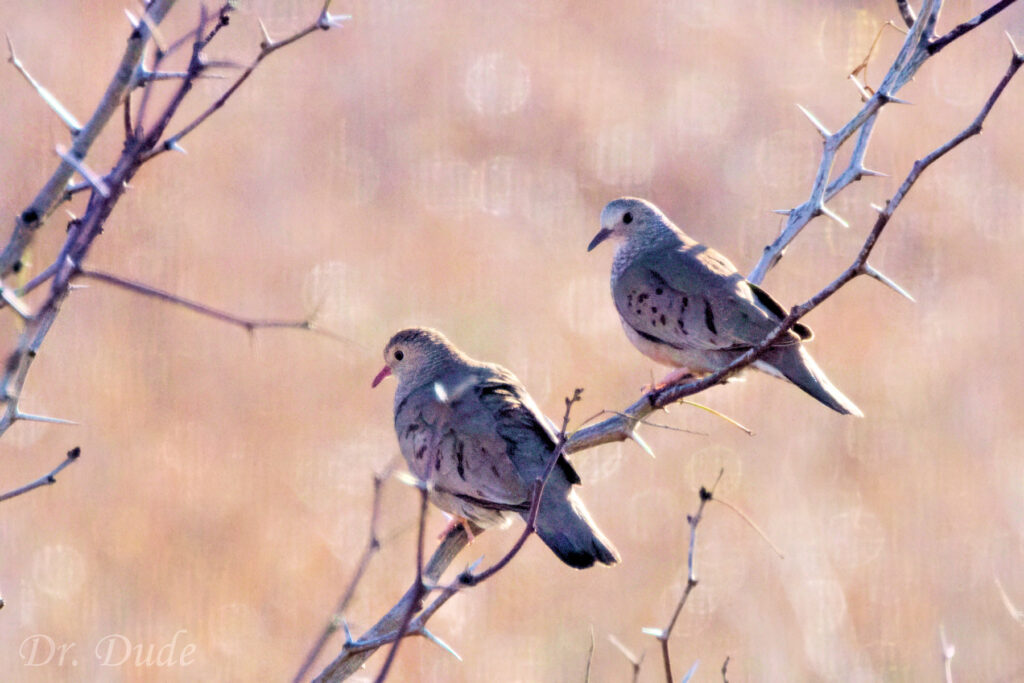 Common Ground Dove - Dr. Dude Photography
