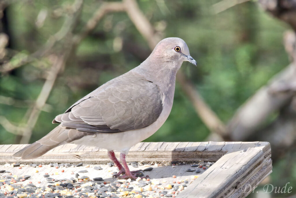White-tipped Dove - Dr. Dude Photography