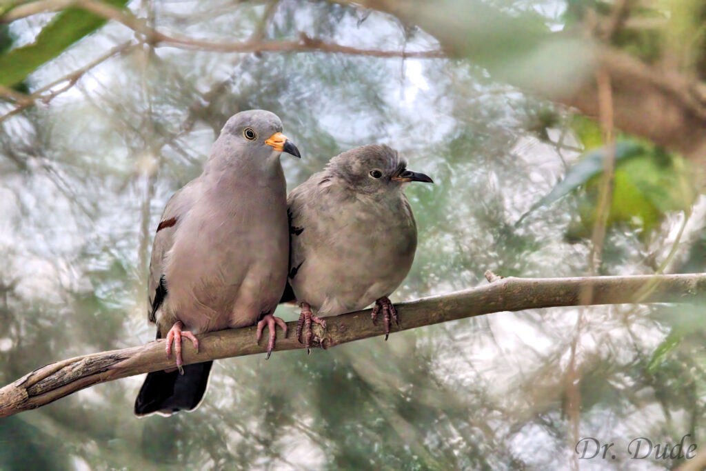 Croaking Ground Dove - Dr. Dude Photography