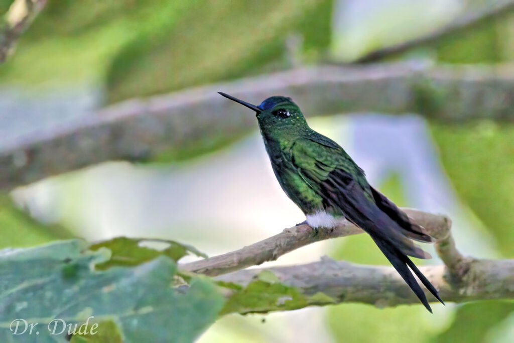 Sapphire-vented Puffleg - Dr. Dude Photography