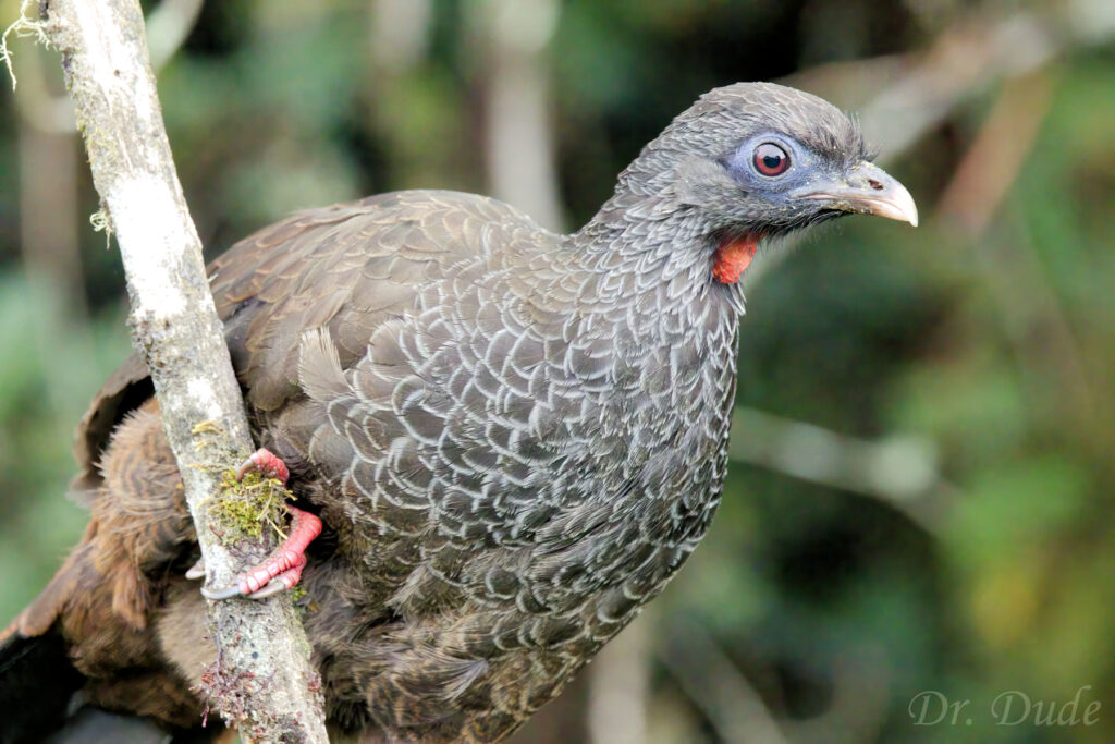Andean Guan - Dr. Dude Photography