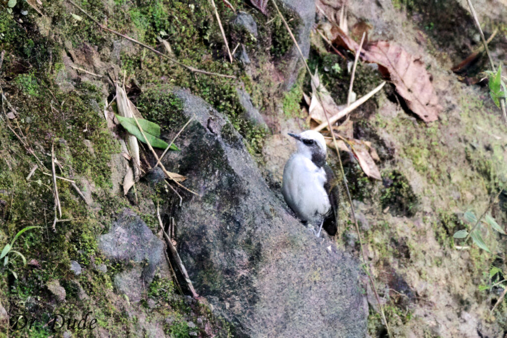 White-capped Dipper - Dr. Dude Photography