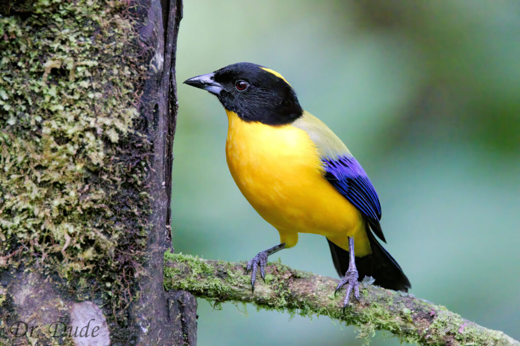 Black-chinned Mountain Tanager - Dr. Dude Photography