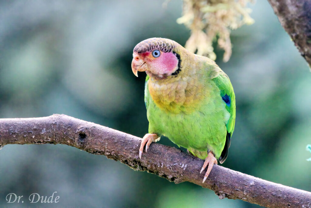 Rose-faced Parrot - Dr. Dude Photography