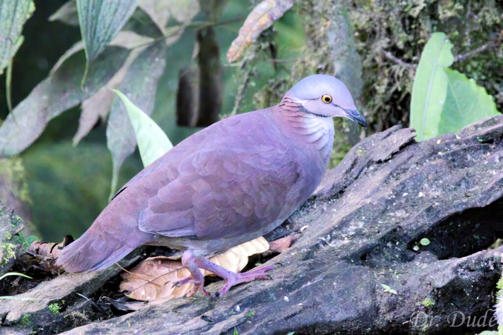 White-throated Quail-Dove - Dr. Dude Photography