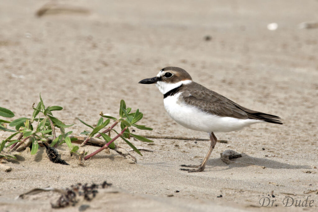 Wilson's Plover - Dr. Dude Photography