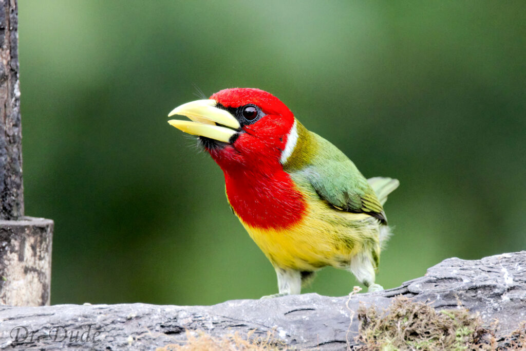 Red-headed Barbet - Dr. Dude Photography
