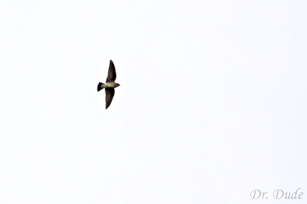 White-thighed Swallow - Dr. Dude Photography