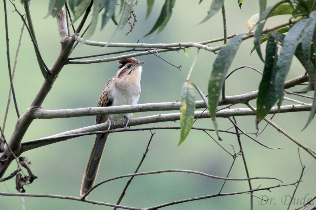 Striped Cuckoo - Dr. Dude Photography